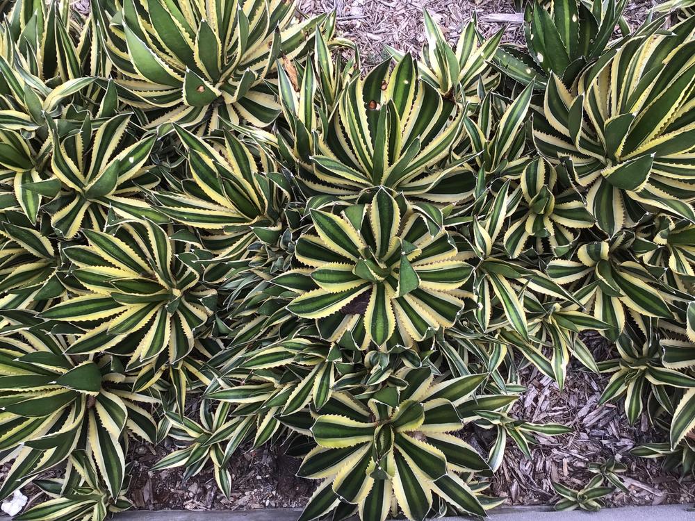 Photo of the entire plant of Center Stripe Agave (Agave lophantha ...