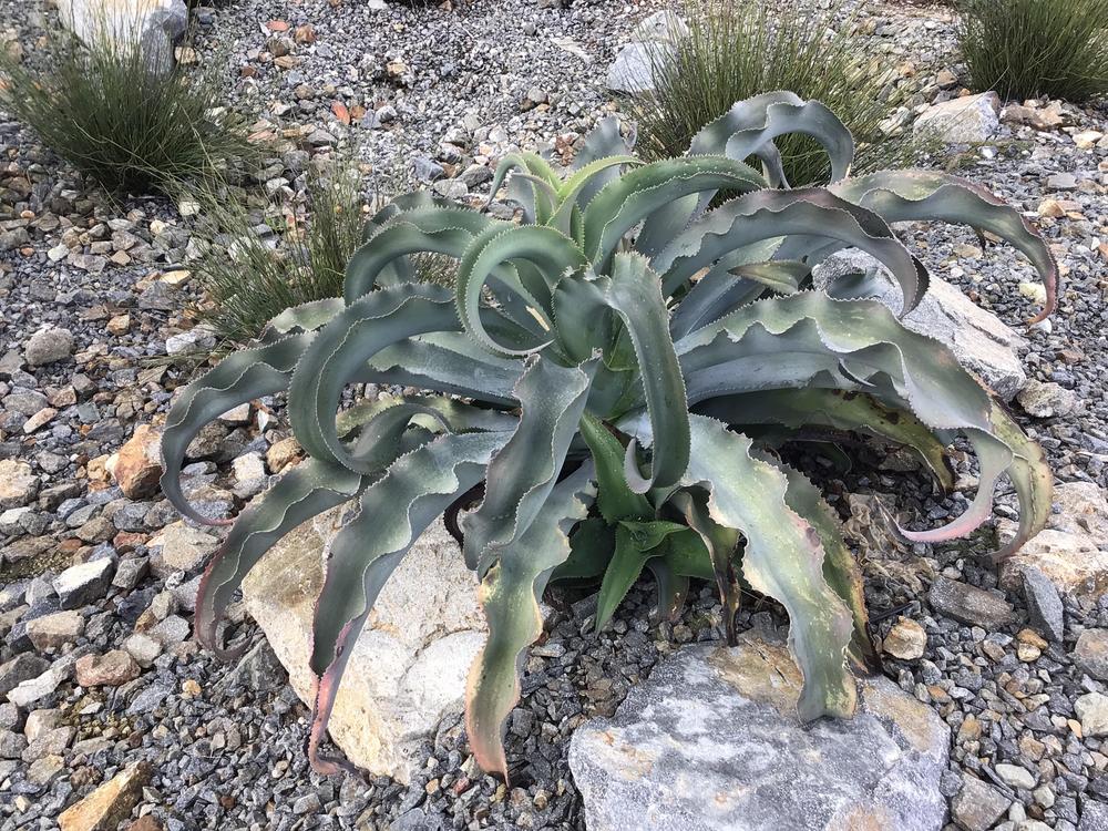 Photo of the entire plant of Gypsum Agave (Agave gypsophila) posted by ...