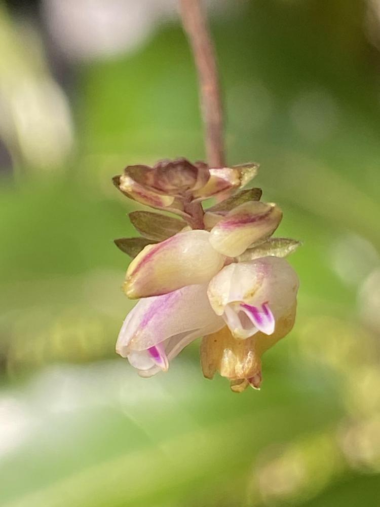 Photo of the bloom of Orchid (Appendicula purpurascens) posted by SL ...