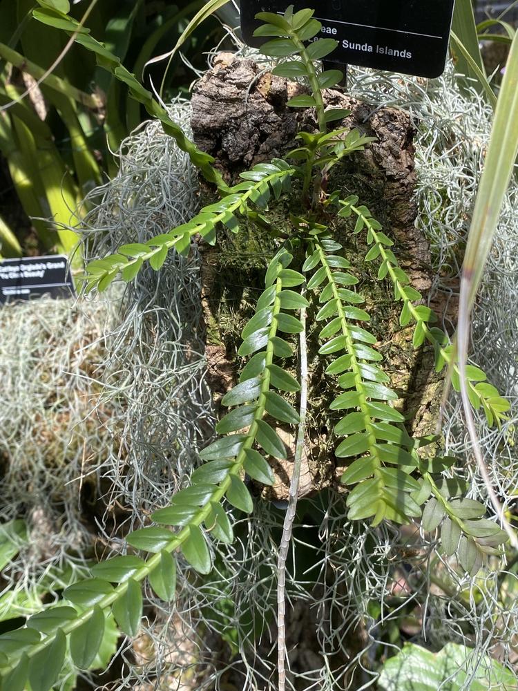 Photo of the leaves of Orchid (Appendicula purpurascens) posted by SL ...