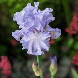 Tall Bearded Iris (Iris 'Absolute Treasure') in the Irises Database ...