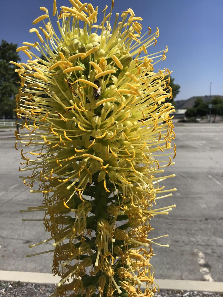 Photo of the bloom of Octopus Agave (Agave vilmoriniana) posted by ...