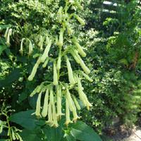 Photo of the bloom of Cape Fuchsia (Phygelius 'Moonraker') posted by ...