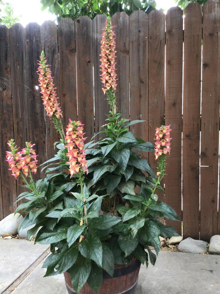 Photo of the entire plant of Foxglove (Digitalis Digiplexis ...