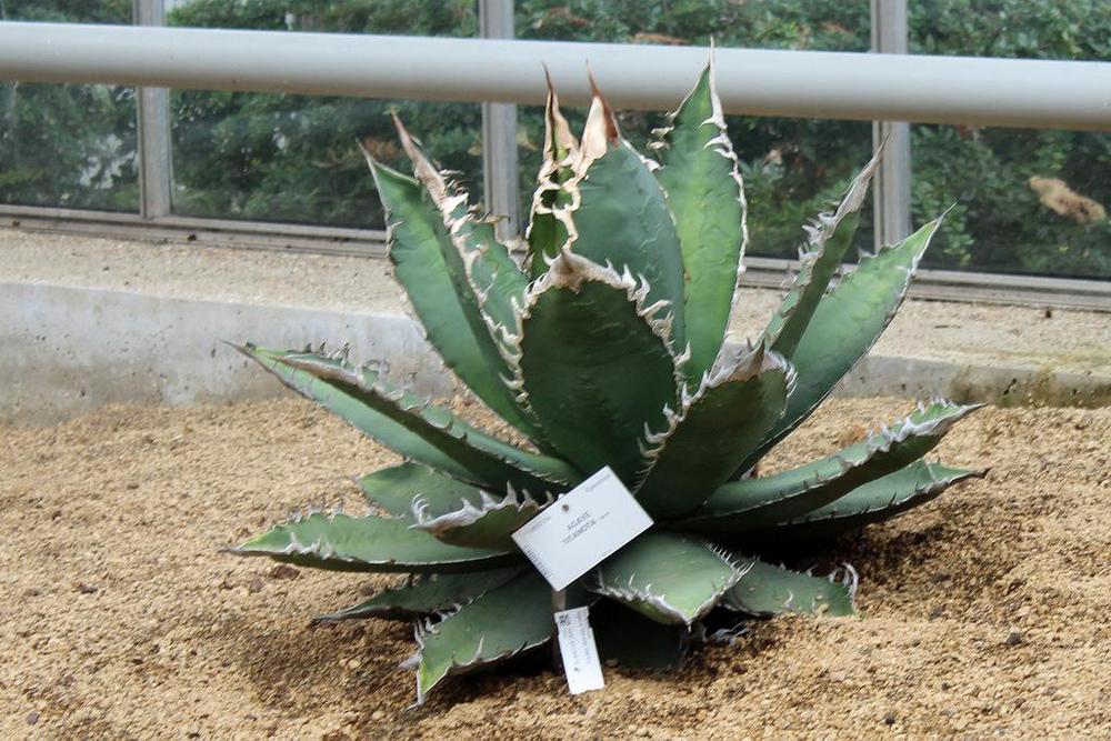 Photo of the entire plant of Rancho Tambor Agave (Agave titanota ...