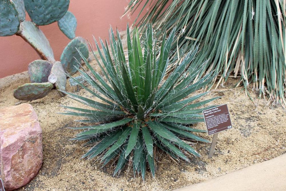 Photo of the entire plant of Thread Agave (Agave filifera) posted by ...