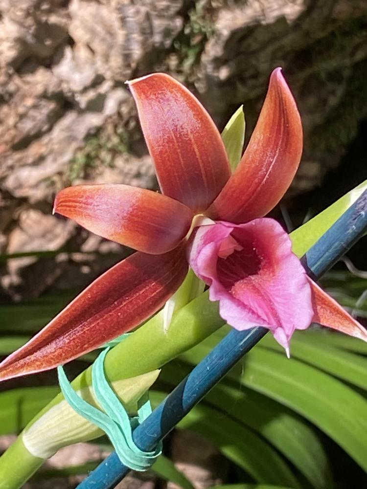 Photo of the bloom of Orchid (Calanthe tankervilleae 'Rabin's Raven ...