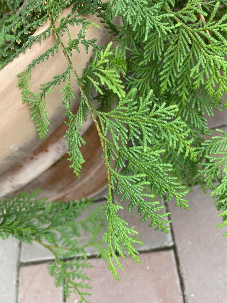 Photo of the leaves of Taiwan Red Cypress (Chamaecyparis formosensis ...
