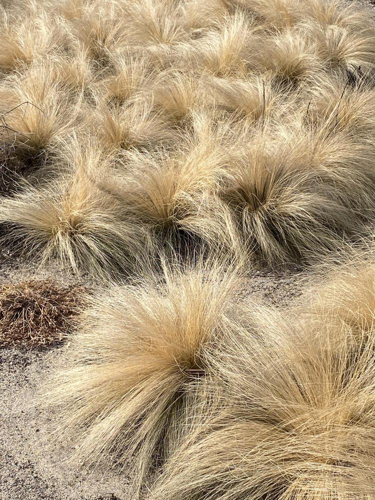 Photo of the winter interest of Mexican Feathergrass (Nassella ...