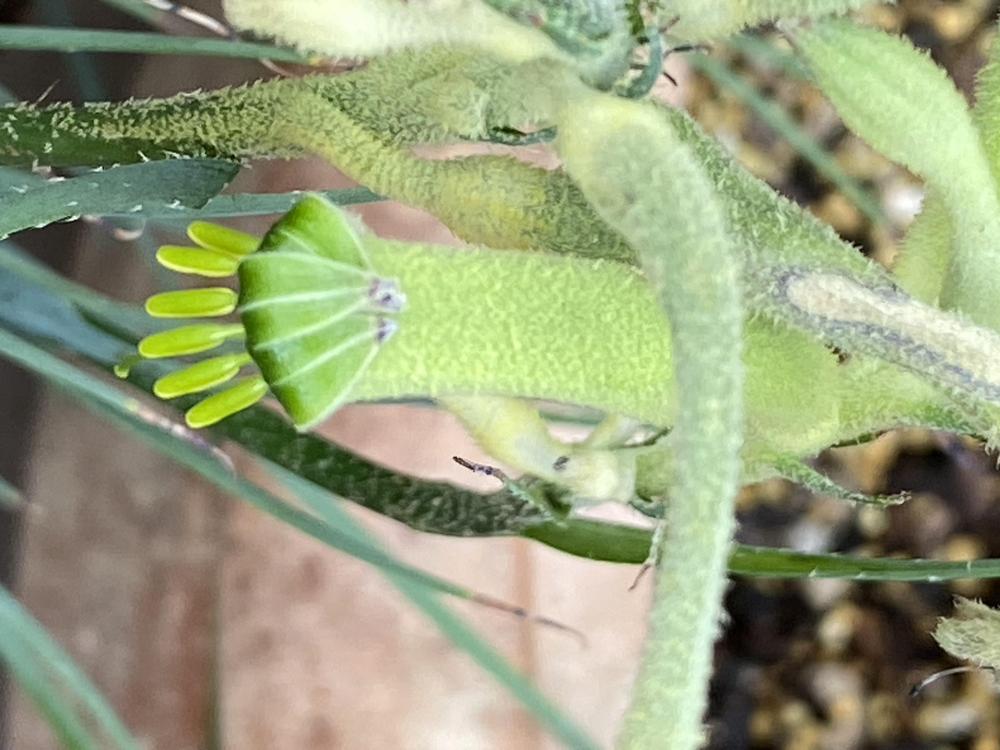 Photo of the closeup of buds, sepals and receptacles of Green Kangaroo ...