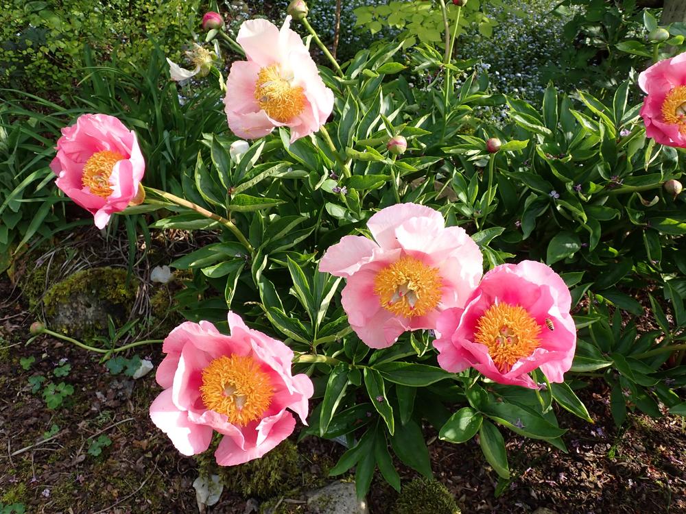 Photo of the entire plant of Peony (Paeonia 'Firelight') posted by Vals ...