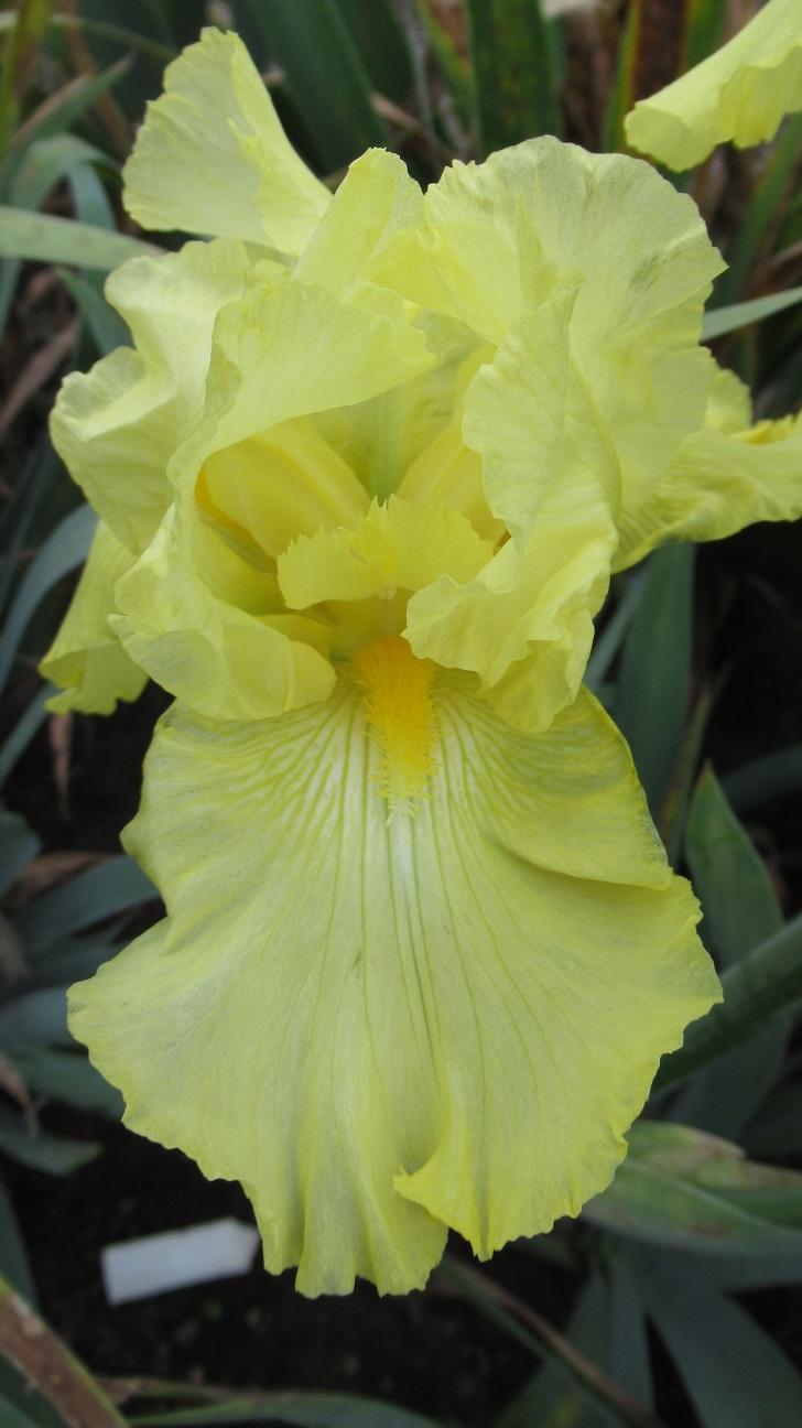 Photo of the bloom of Tall Bearded Iris (Iris 'Sunny Disposition ...