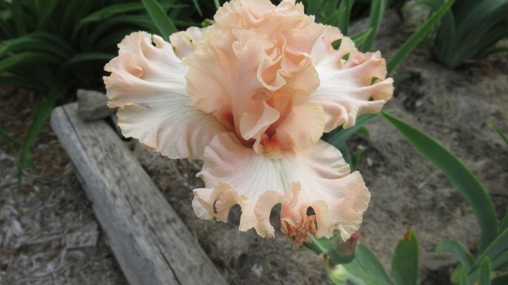 Photo of the bloom of Tall Bearded Iris (Iris 'Pretty Kitty') posted by ...