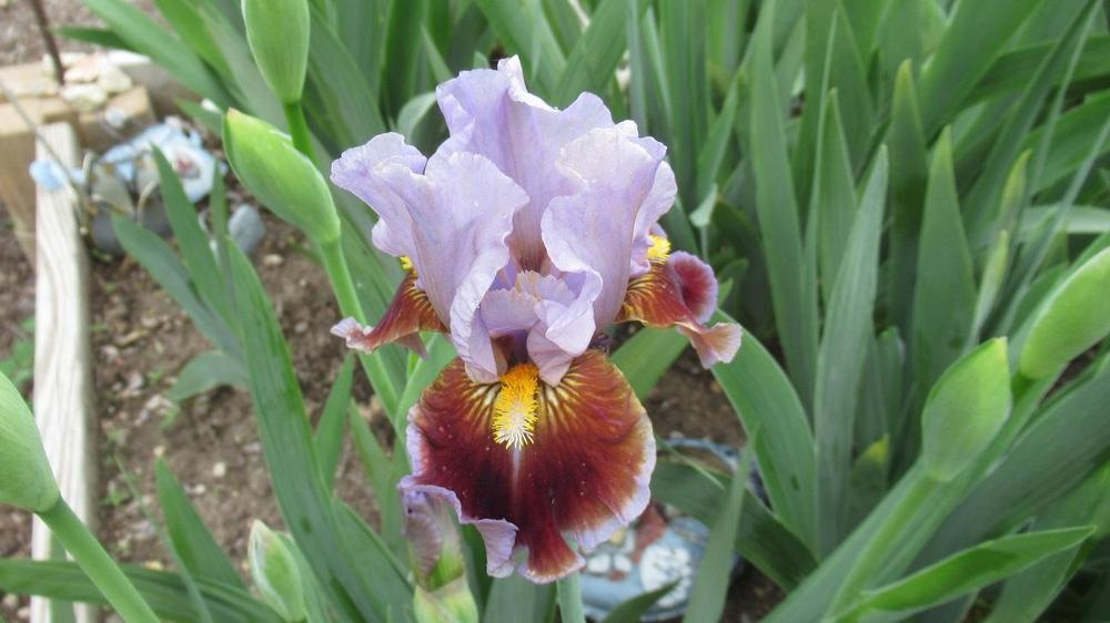 Photo of the bloom of Intermediate Bearded Iris (Iris 'Man's Best ...