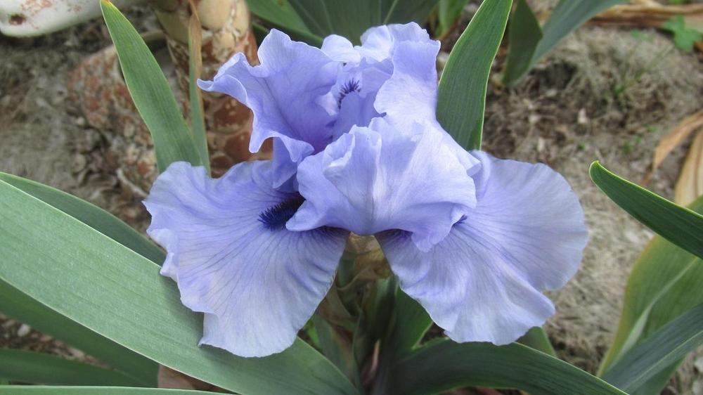 Photo of the bloom of Tall Bearded Iris (Iris 'Codicil') posted by gardenglassgems - Garden.org