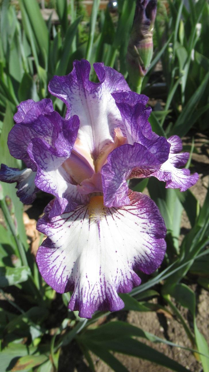 Photo of the bloom of Tall Bearded Iris (Iris 'Double Shot') posted by ...