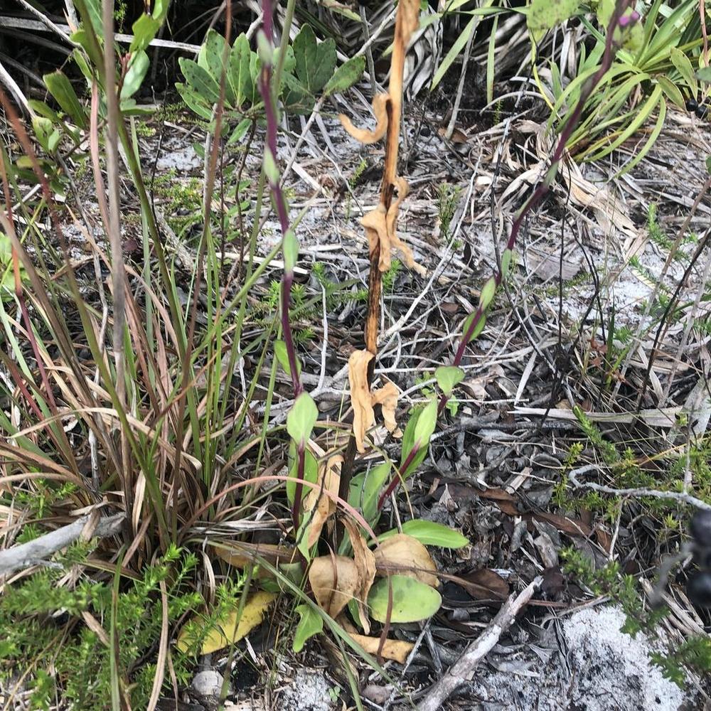 Photo of the entire plant of Pineland Purple (Carphephorus ...