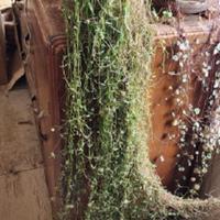 Photo of the entire plant of String Of Needles (Ceropegia linearis ...