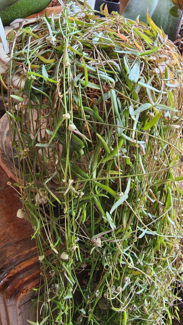 Photo of the leaves of String Of Needles (Ceropegia linearis) posted by ...
