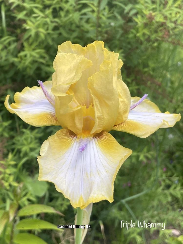 Photo of the bloom of Tall Bearded Iris (Iris 'Triple Whammy') posted ...