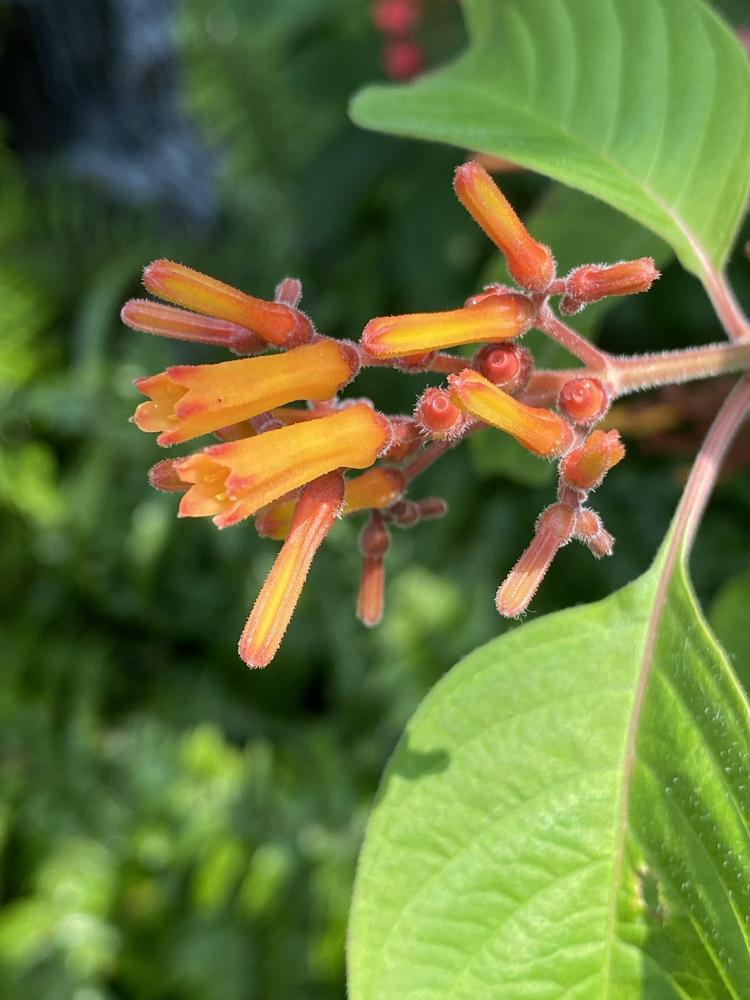 Photo of the bloom of Firebush (Hamelia patens) posted by SL_gardener ...