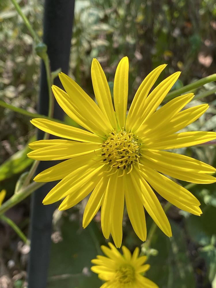 Photo of the bloom of Prairie Dock (Silphium terebinthinaceum) posted ...
