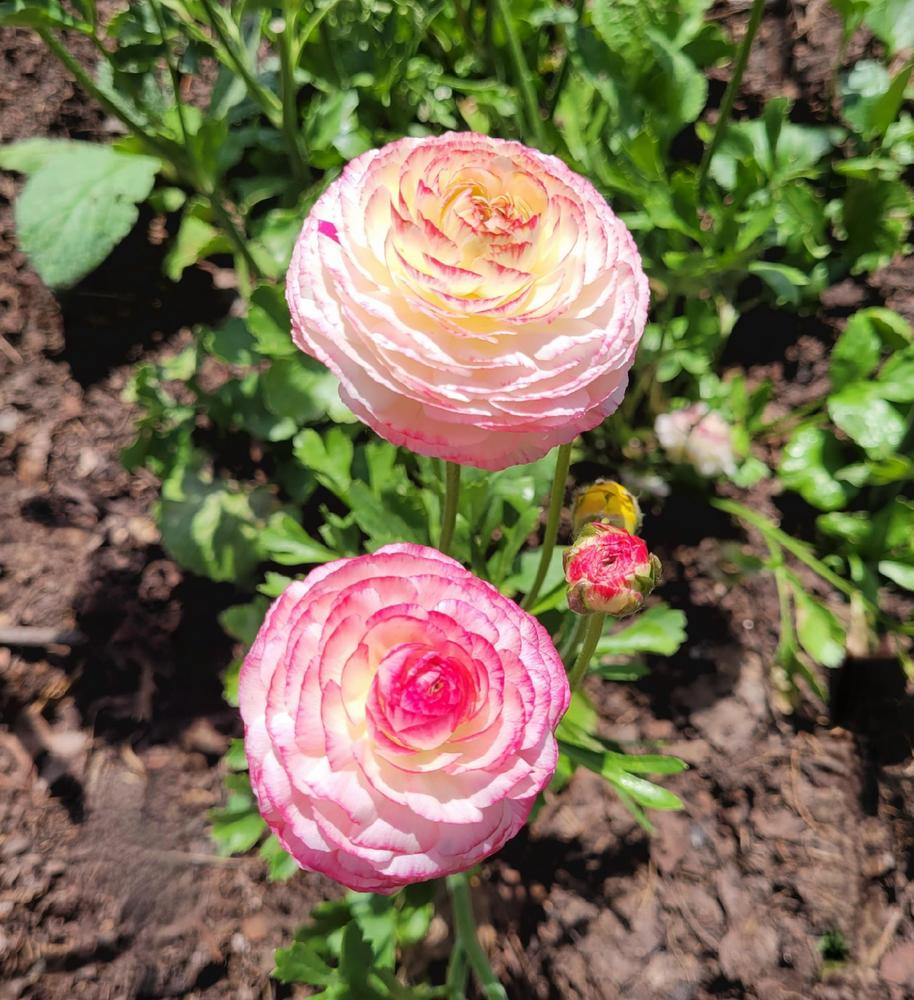 Photo of the entire plant of Ranunculus 'Aviv Picotee Mix' posted by ...