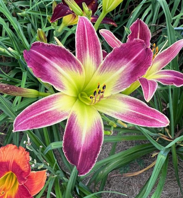 Photo of the bloom of Daylily (Hemerocallis 'Silver Quasar') posted by ...