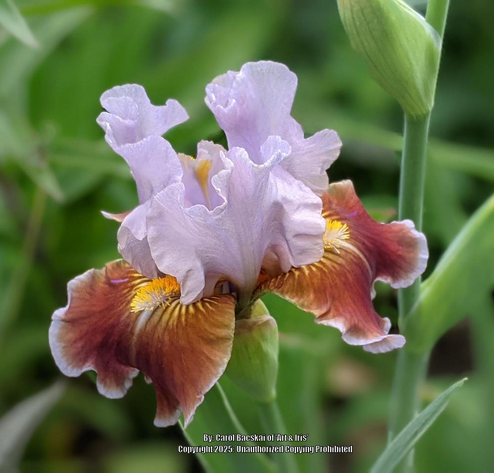 Photo of the bloom of Intermediate Bearded Iris (Iris 'Man's Best ...