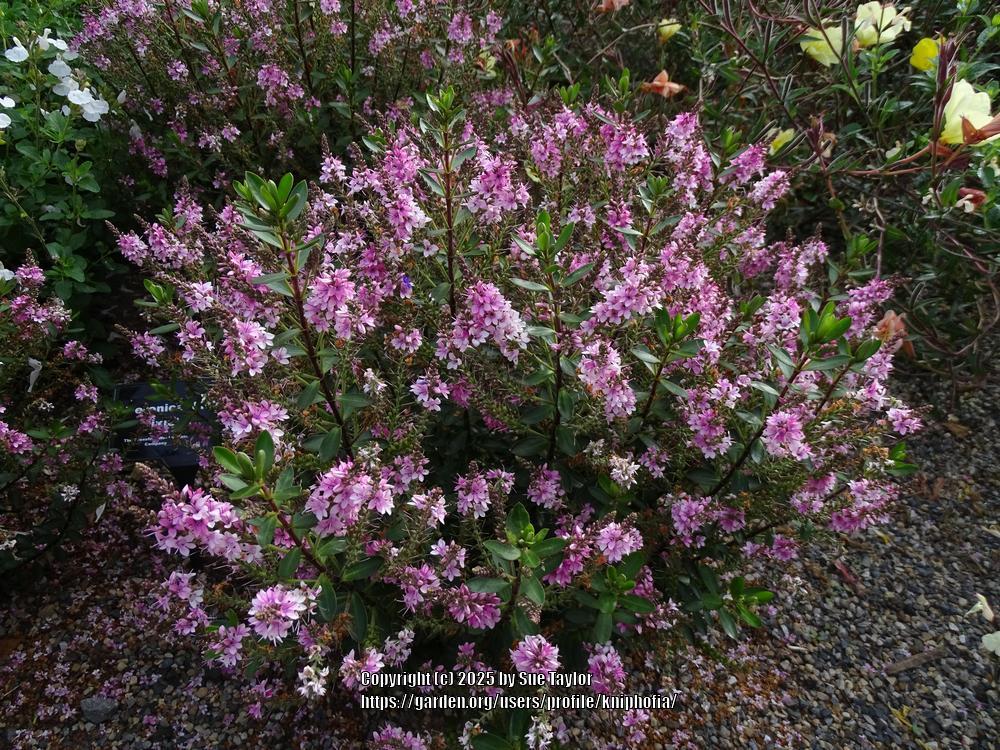 Hebe (Veronica 'Pink Pixie') in the Veronicas Database - Garden.org