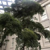 Photo of the entire plant of Black Olive Tree (Terminalia buceras ...