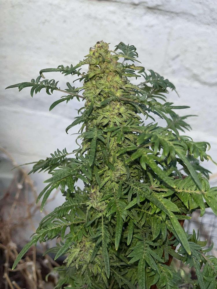 Cannabis 'Freakshow' - Garden.org