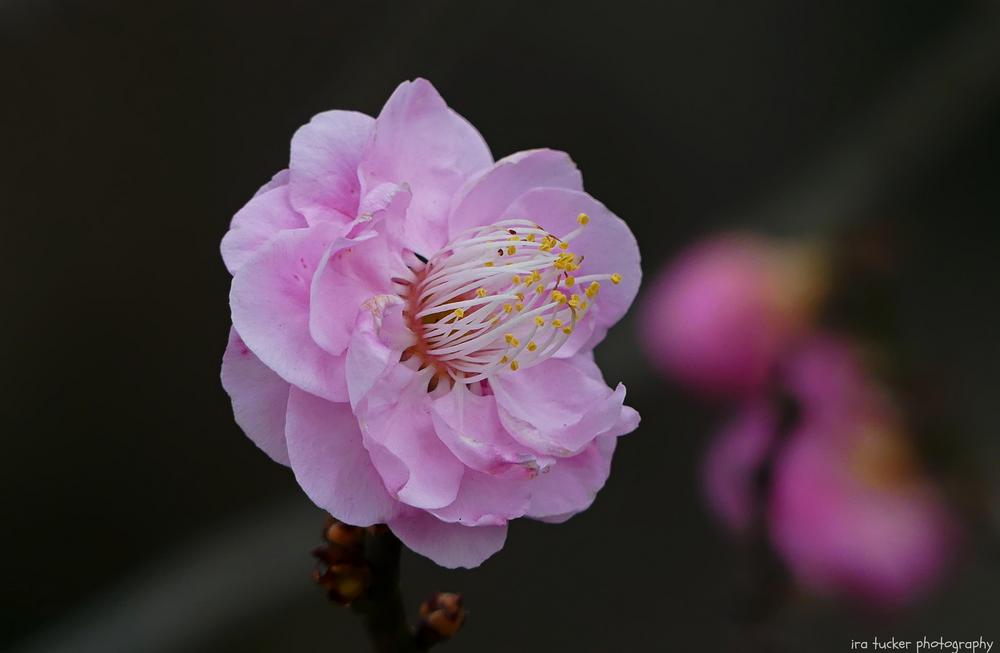 Photo of the bloom of Apricot (Prunus mume 'Bonita') posted by ...