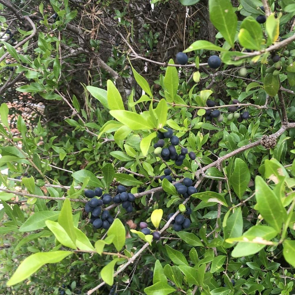 Photo of the fruit of Florida Privet (Forestiera segregata) posted by ...