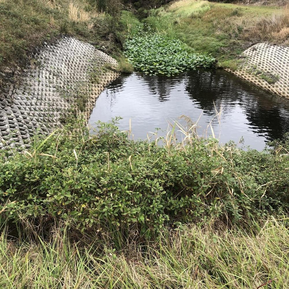 Photo of the entire plant of Sand Blackberry (Rubus cuneifolius) posted ...