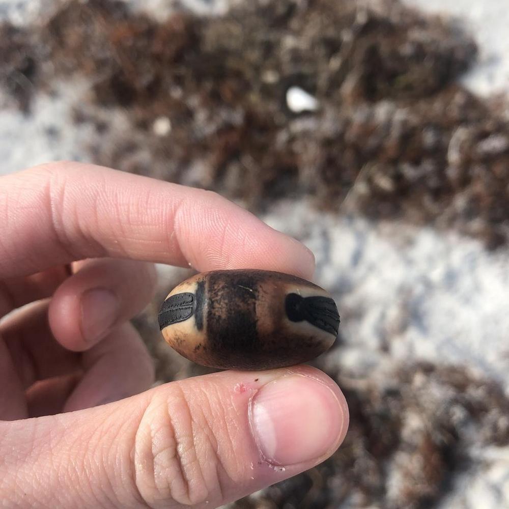 Photo of the seedling or young plant of Sea Bean (Mucuna urens) posted ...