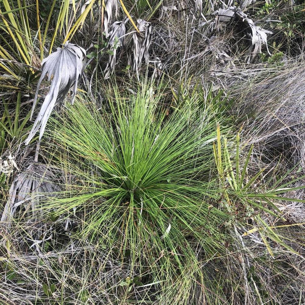 Photo of the seedling or young plant of Longleaf Pine (Pinus palustris ...