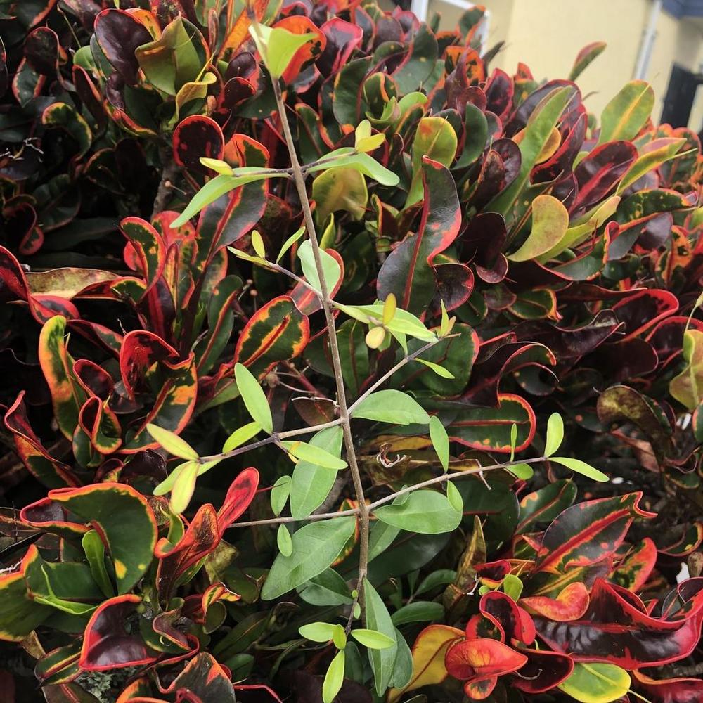 Florida Privet (Forestiera segregata) - Garden.org