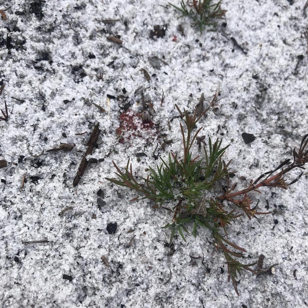 Photo of the entire plant of Rustweed (Polypremum procumbens) posted by ...