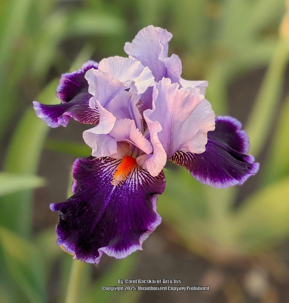 Tall Bearded Iris (Iris 'Magic Man') in the Irises Database - Garden.org