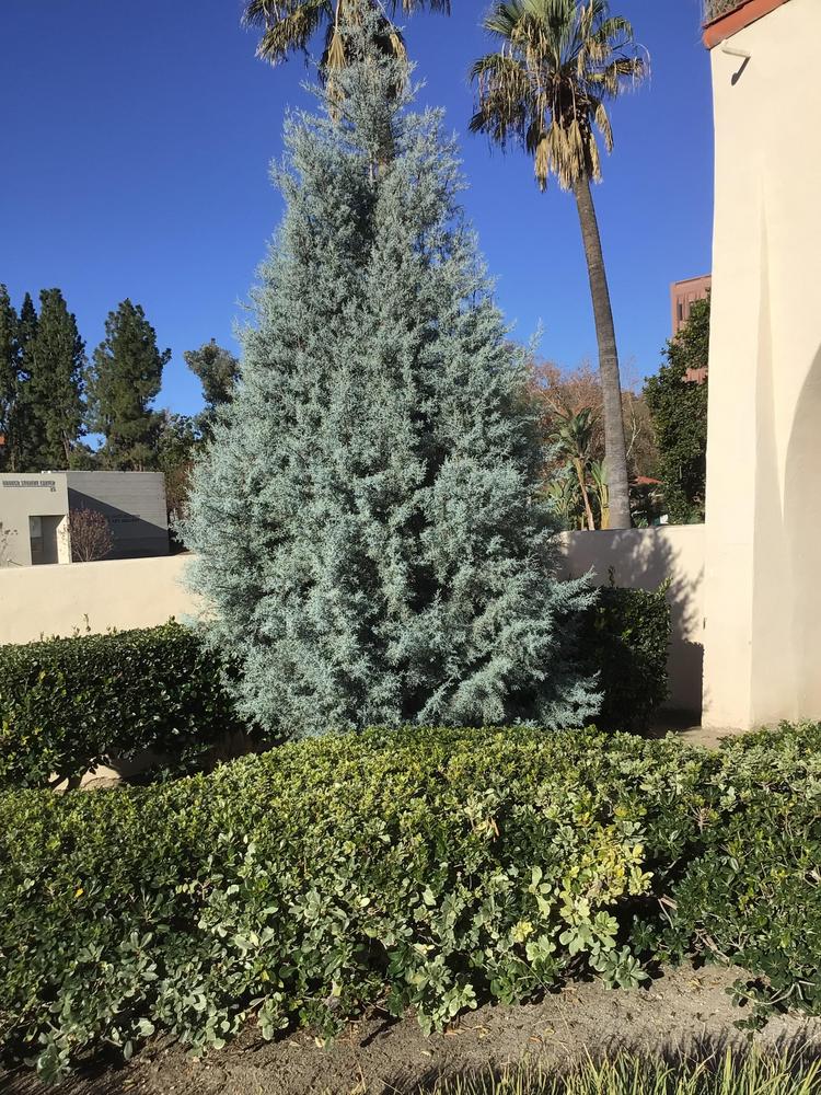 Photo of the entire plant of Arizona Cypress (Cupressus arizonica var. glabra 'Blue Ice') posted ...