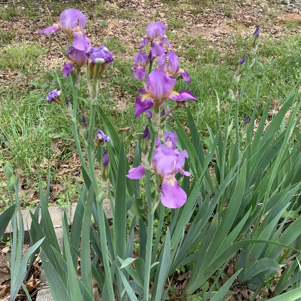 Photo of the entire plant of Tall Bearded Iris (Iris 'Queen of May ...