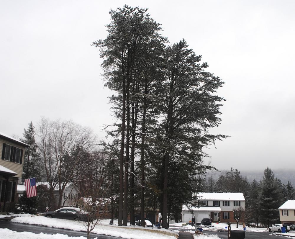 Scrub Pine (Pinus virginiana) - Garden.org