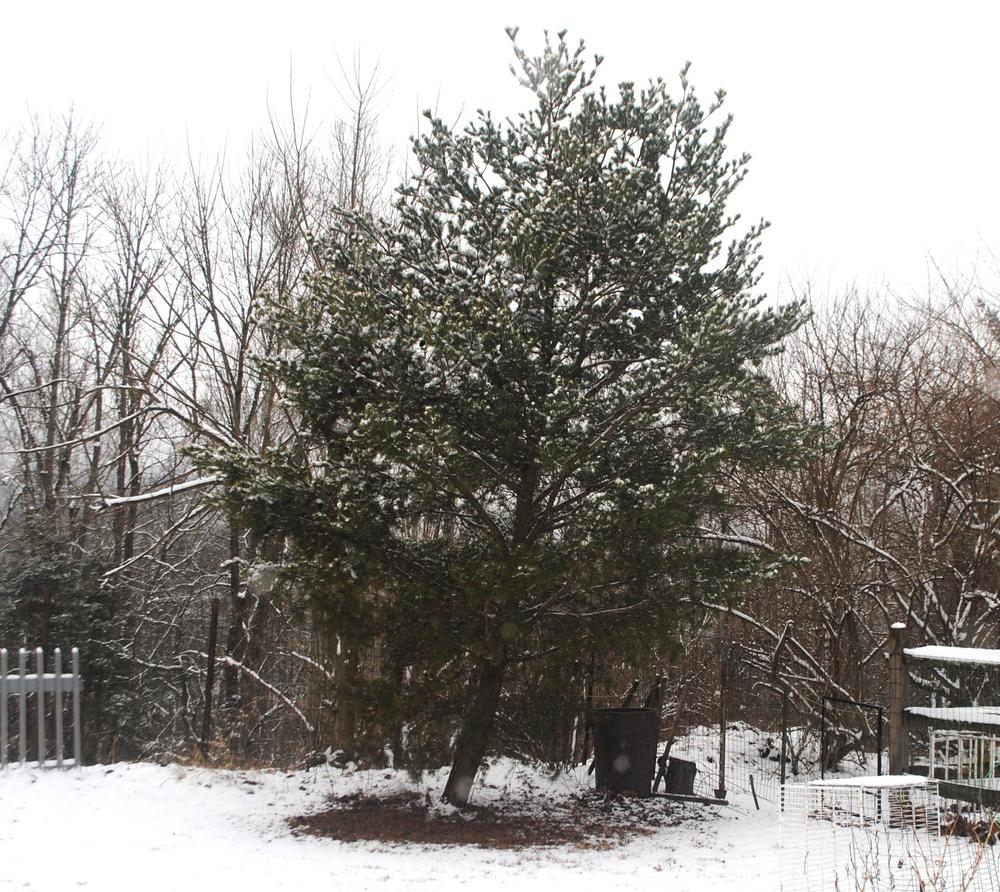 Photo of the entire plant of Scrub Pine (Pinus virginiana) posted by ...