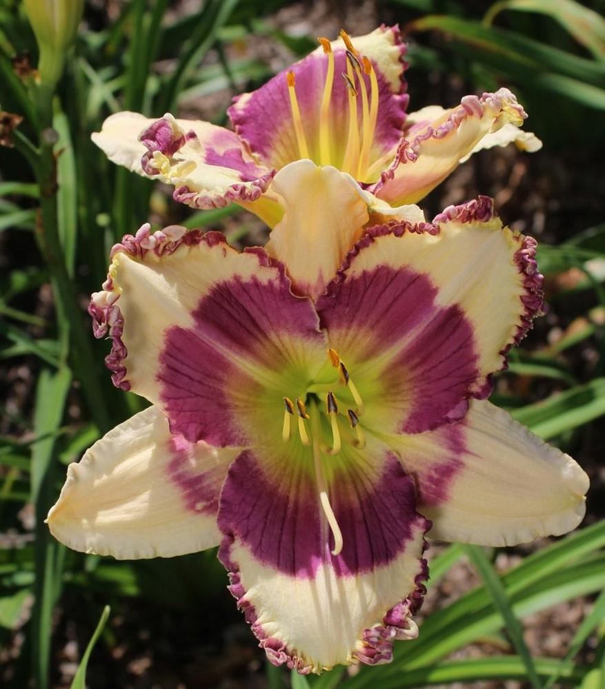 Daylily (Hemerocallis 'Majestic Eleanor Carroll') in the Daylilies Database - Garden.org