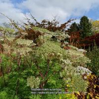 Photo of the bloom of Milk Parsley (Ligusticopsis wallichiana) posted ...