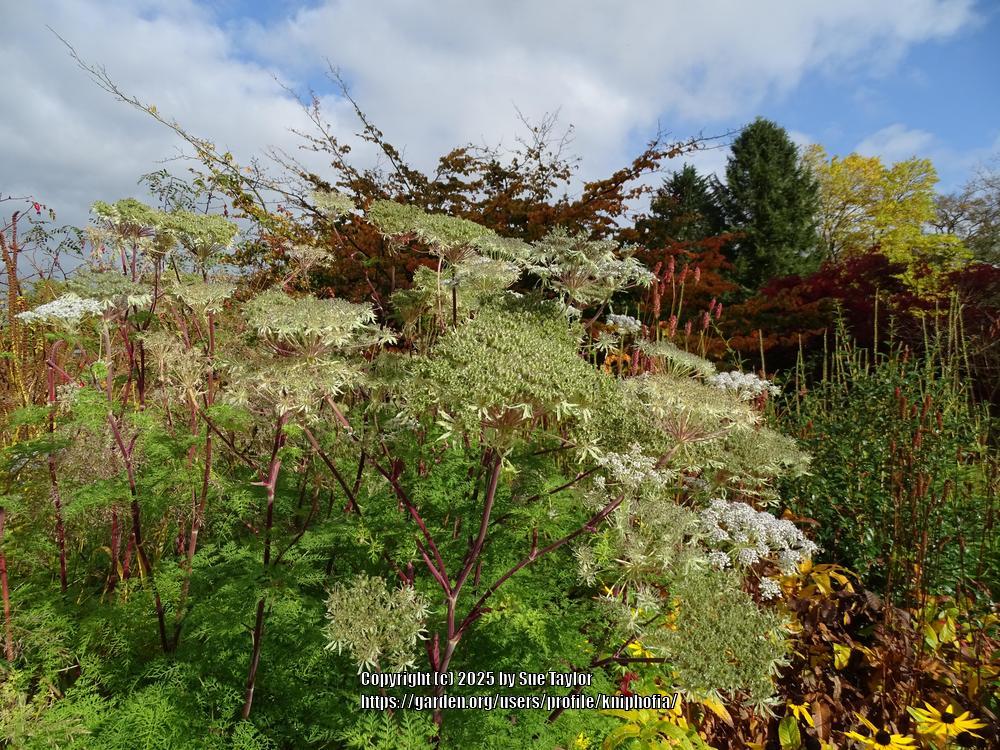 Photo of the bloom of Milk Parsley (Ligusticopsis wallichiana) posted ...