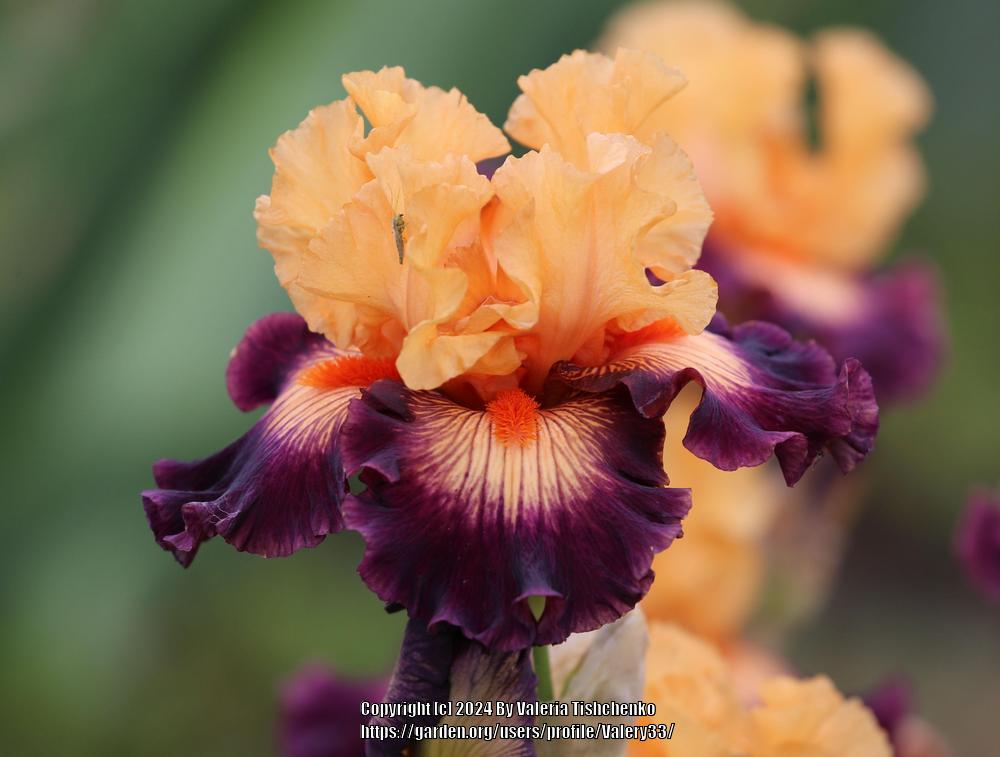 Newsletter for February 22nd, 2025