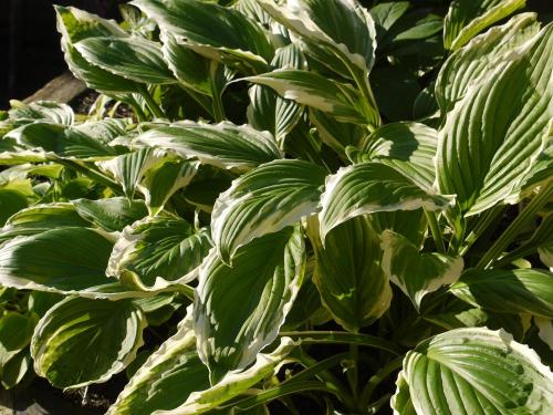 Hosta alphabet U in the Hostas forum - Garden.org