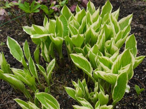Hosta alphabet U in the Hostas forum - Garden.org